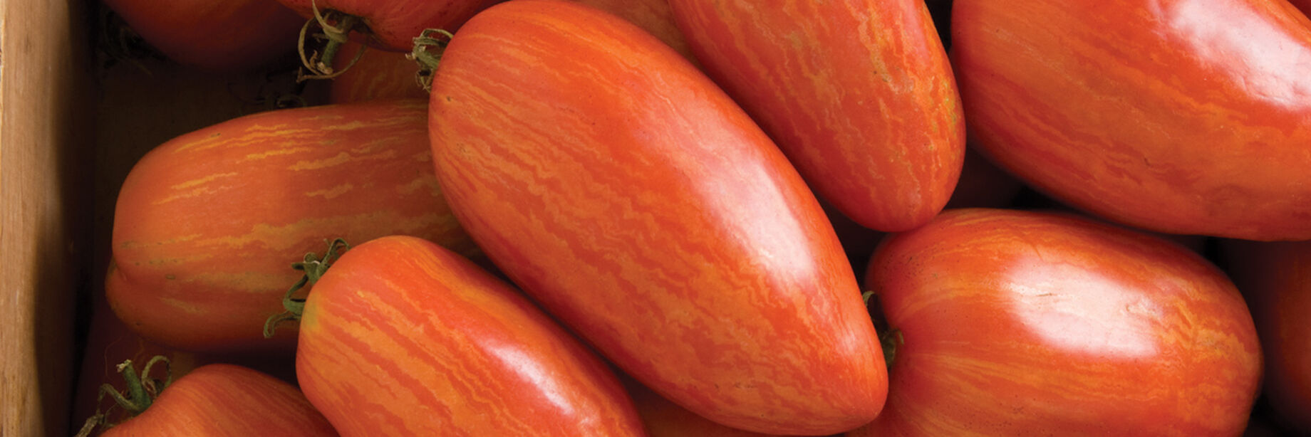 Vegetable Seed & Plant Sale Selection | Johnny's Selected Seeds