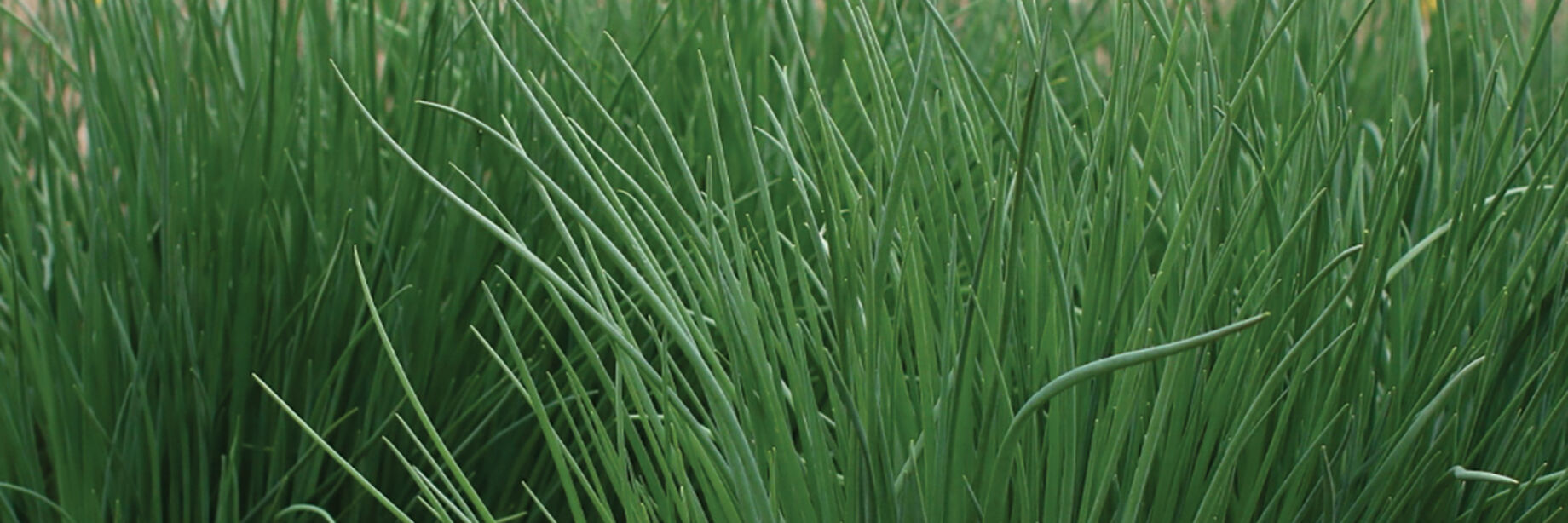 Chive Seeds - Organic Varieties |Johnny's Selected Seeds