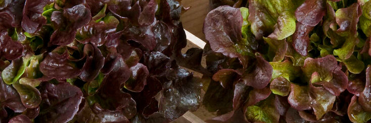 Oakleaf Lettuce Seeds - Red & Green Options | Johnny's Selected Seeds