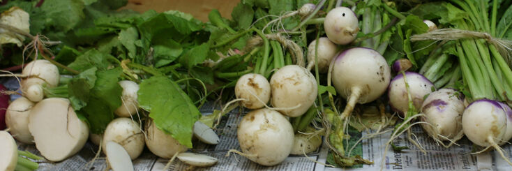 Forage Turnip Seeds | Johnny's Selected Seeds