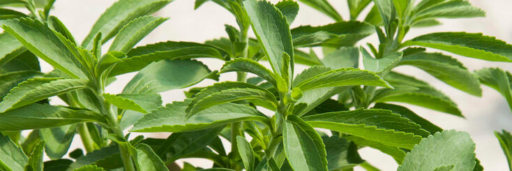 Stevia Seeds - Organic Varieties | Johnny's Selected Seeds