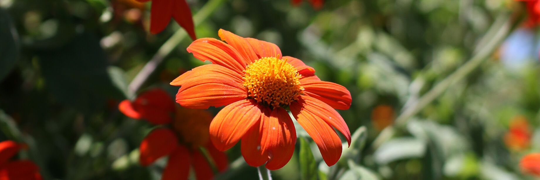 Tithonia Seeds (Mexican Sunflower Seeds) | Johnny's Selected Seeds