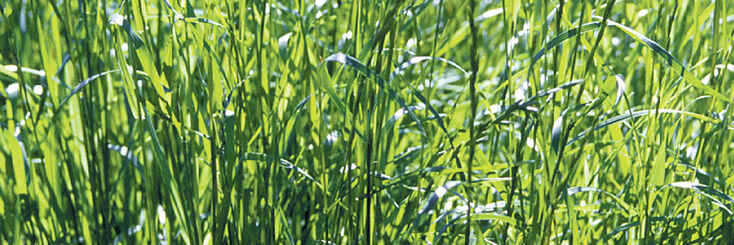 Ryegrass Cover Crop Seed | Johnny's Selected Seeds
