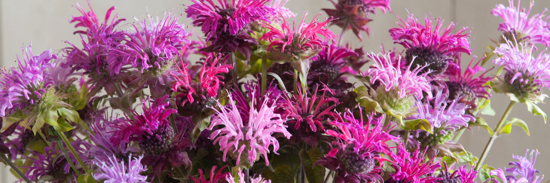 Monarda Seeds (Bee Balm Seeds) | Johnny's Selected Seeds