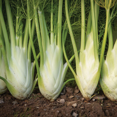 Fennel Seeds - Organic Varieties | Johnny's Selected Seeds