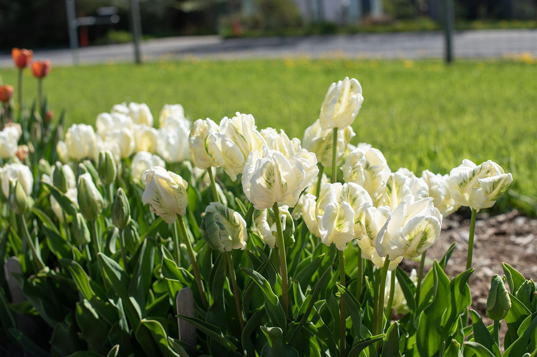 Super Parrot - Tulip Bulb | Johnny's Selected Seeds