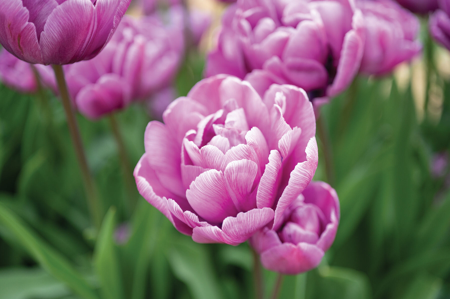 Blue Diamond - Tulip Bulb | Johnny's Selected Seeds