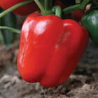 Nitro - Organic (F1) Bell Pepper Seed | Johnny's Selected Seeds