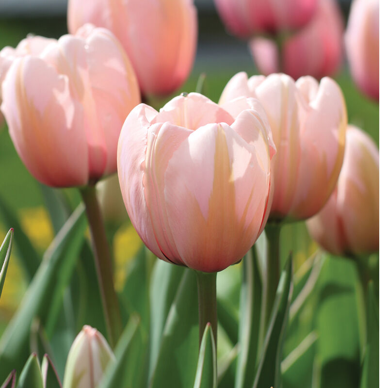 Sweet Impression - Tulip Bulb | Johnny's Selected Seeds