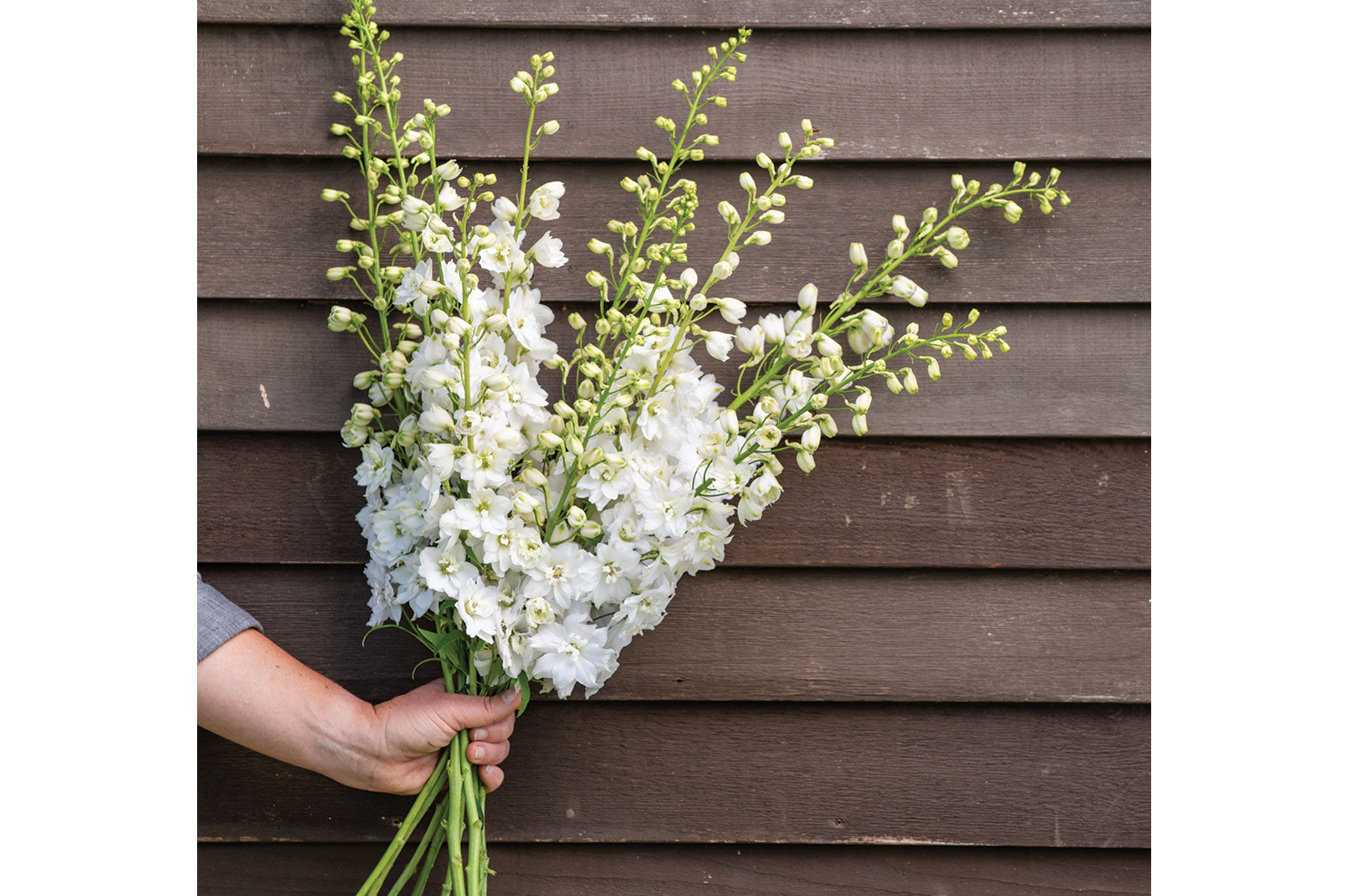 White delphinium store