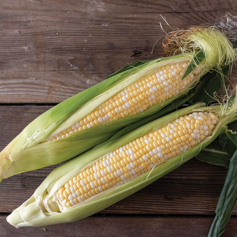 Montauk - Treated (F1) Corn Seed | Johnny's Selected Seeds
