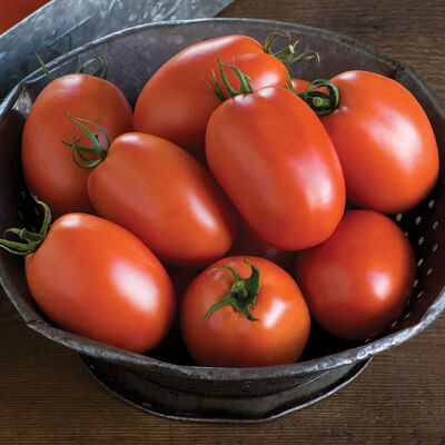 Paste Tomato Seeds - Roma, Plum Varieties | Johnny's Selected Seeds