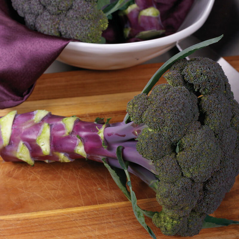 Purple Magic - (F1) Broccoli Seed | Johnny's Selected Seeds