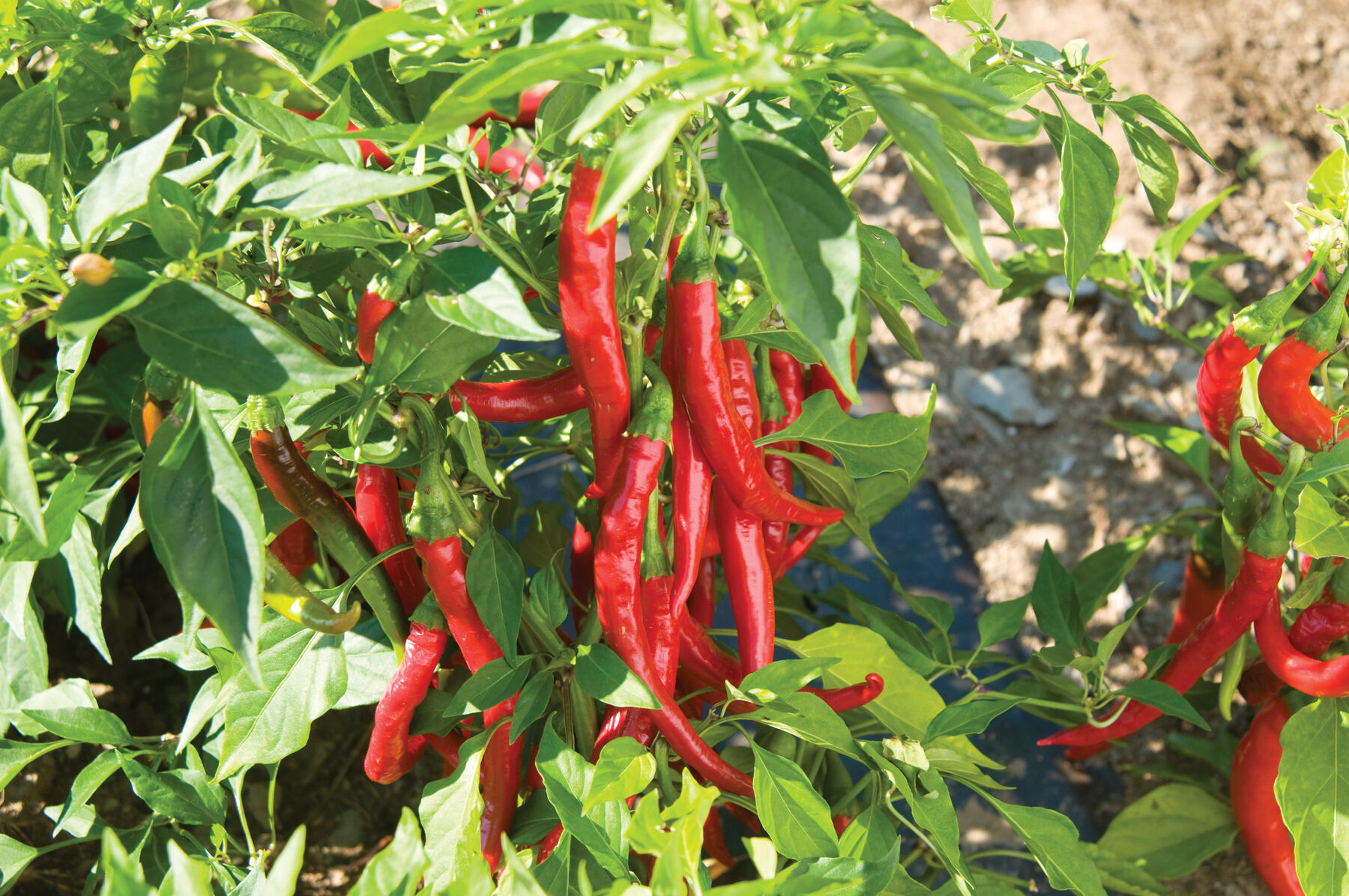 Red Flame