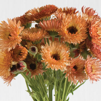 Calendula Seeds - Organic Varieties | Johnny's Selected Seeds