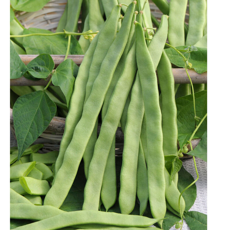 Helda - Organic Bean Seed | Johnny's Selected Seeds