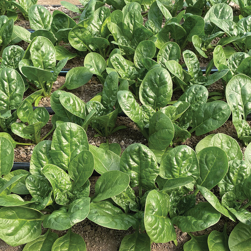 Gerenuk - (F1) Spinach Seed | Johnny's Selected Seeds