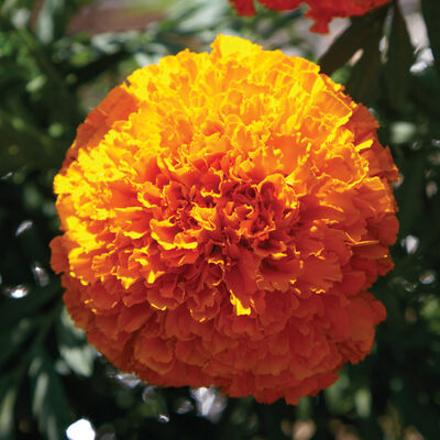 Orange Flower Varieties | Johnny's Selected Seeds