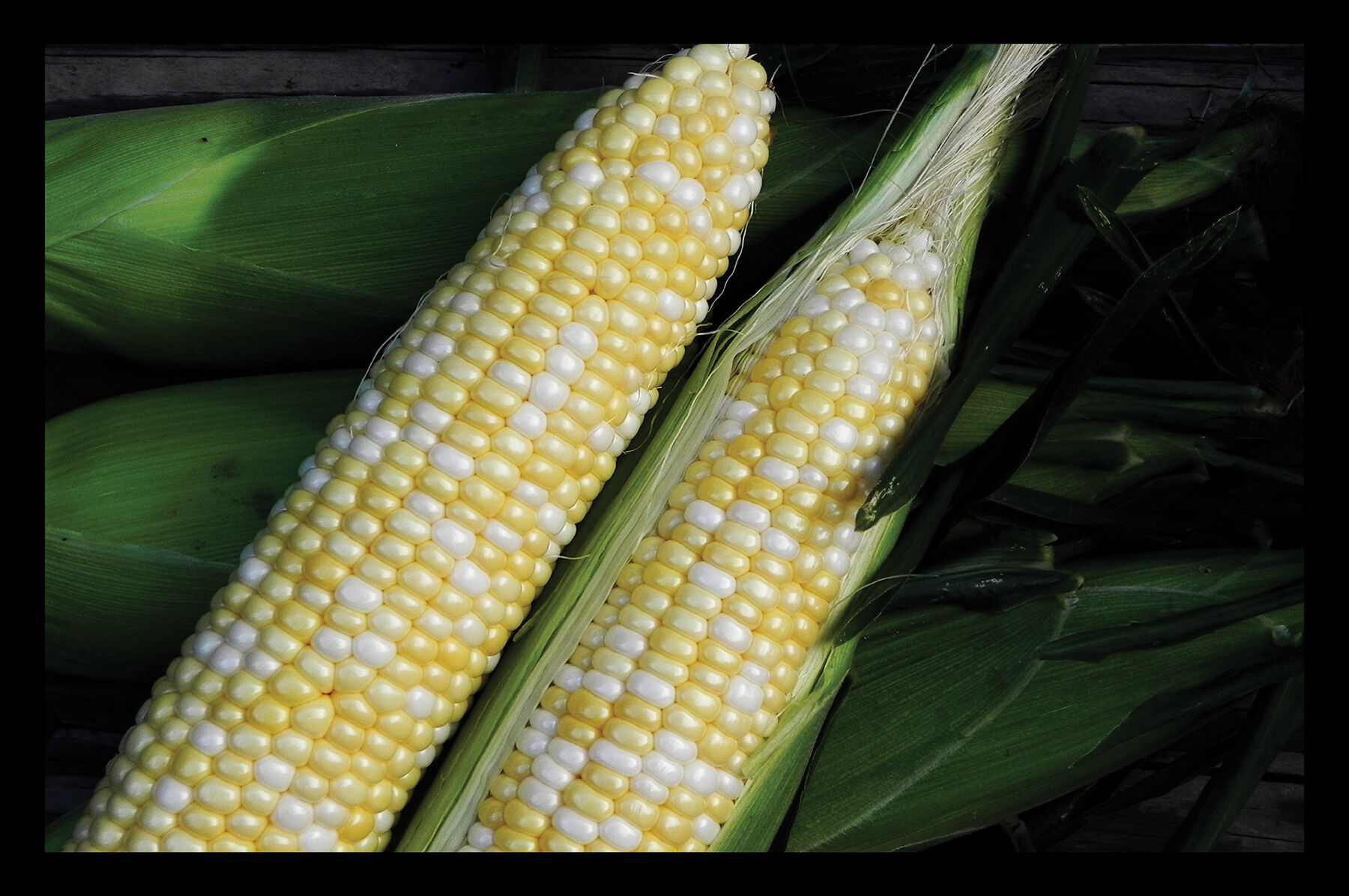 Essence - (F1) Corn Seed | Johnny's Selected Seeds