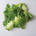 Danstar - Pelleted Lettuce Seed | Johnny's Selected Seeds