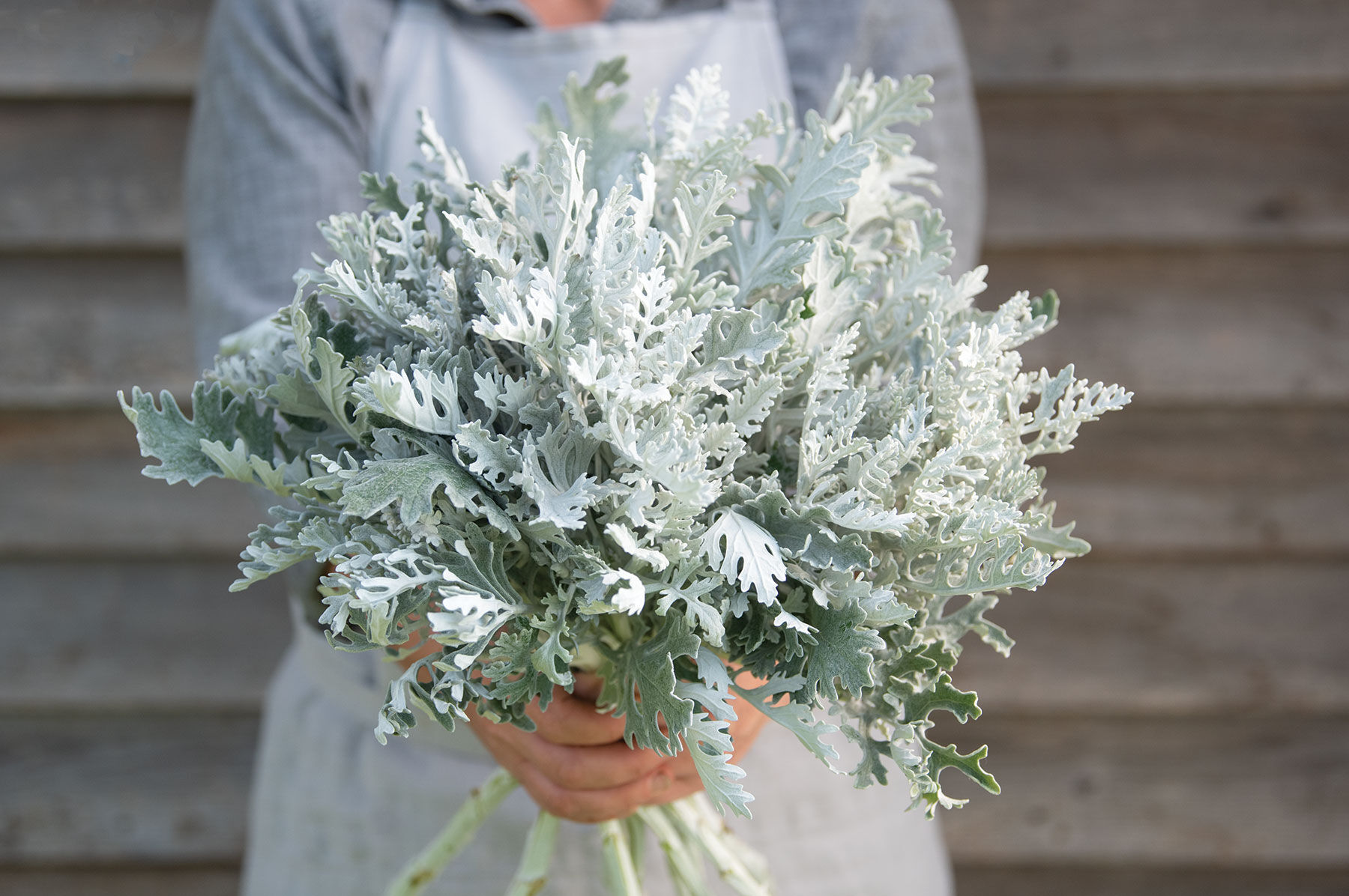 Candicans Heirloom Dusty Miller Seeds Johnny s Selected Seeds