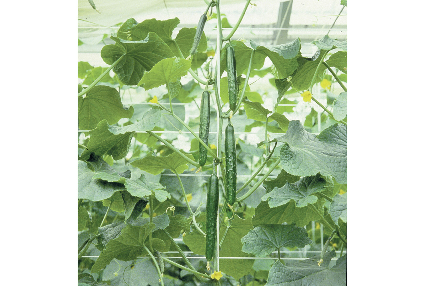 Tasty Jade - (F1) Cucumber Seed | Johnny's Selected Seeds