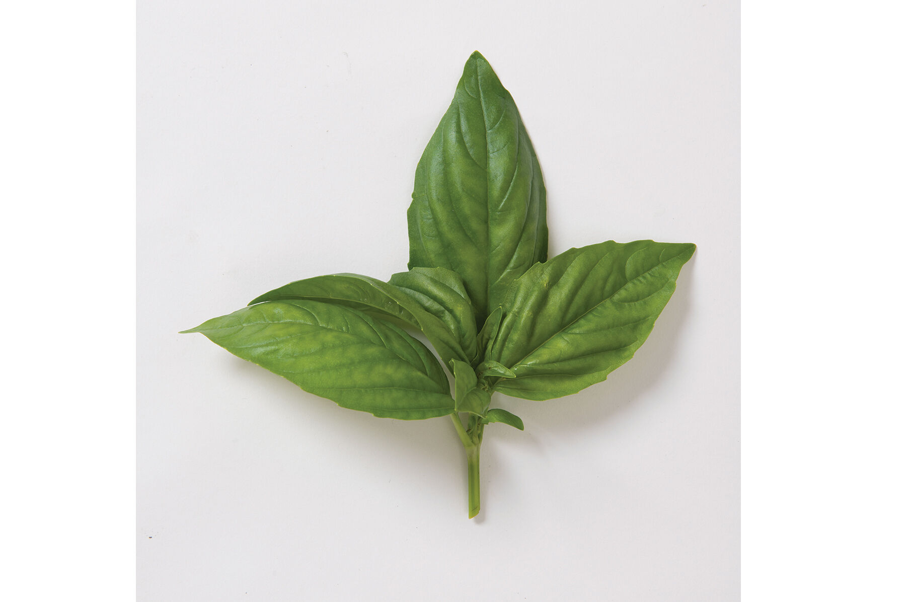 Dolly - Basil Seed | Johnny's Selected Seeds
