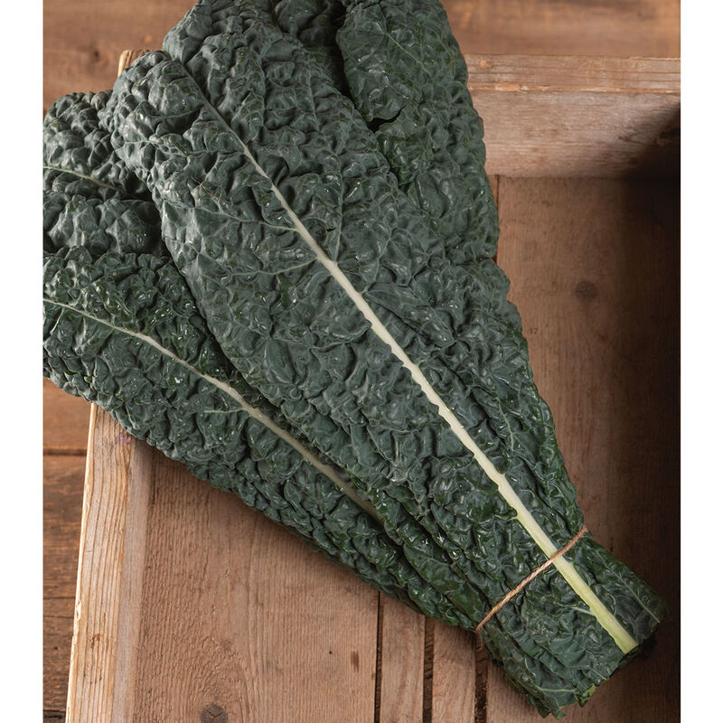 Mamba - Organic (F1) Kale Seed | Johnny's Selected Seeds