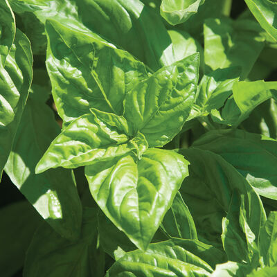 Italian Large Leaf Basil - Organic Varieties | Johnny's Selected Seeds