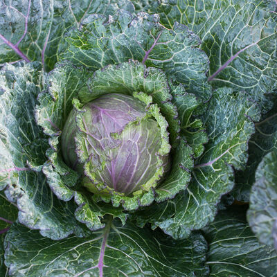 Fresh Market Cabbage Seeds | Johnny's Selected Seeds