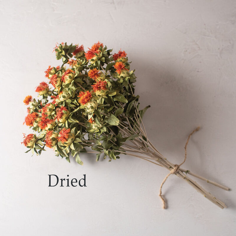 Zanzibar - Carthamus Seed | Johnny's Selected Seeds