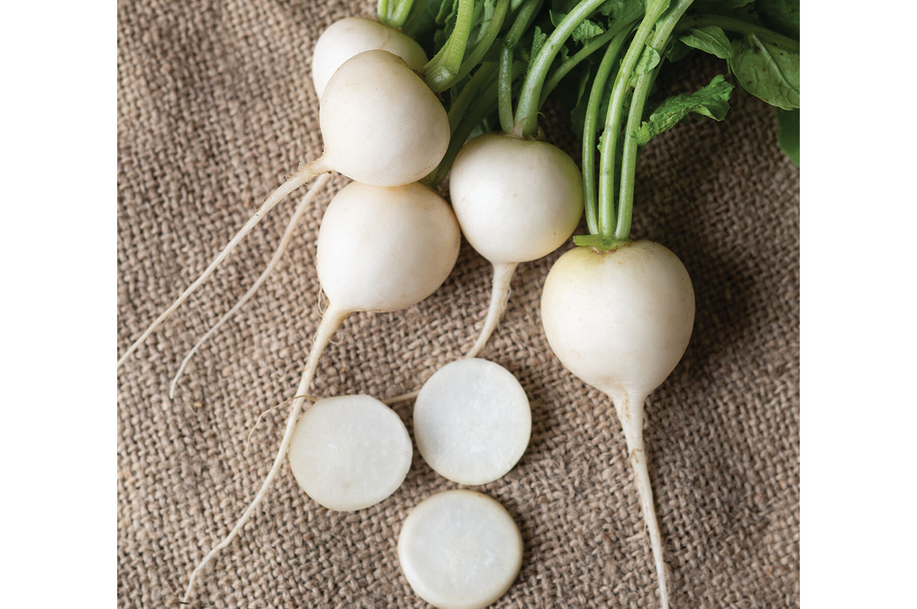 Pearl - Organic White Radish Seeds | Johnny's Selected Seeds