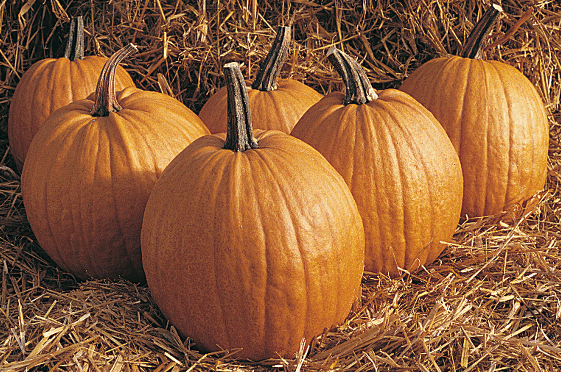 Rocket - (F1) Pumpkin Seed | Johnny's Selected Seeds