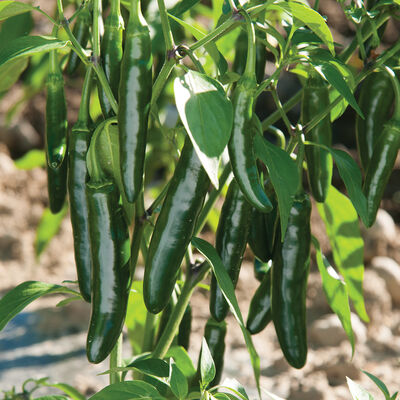 Hot Pepper Seeds - Organic Varieties | Johnny's Selected Seeds