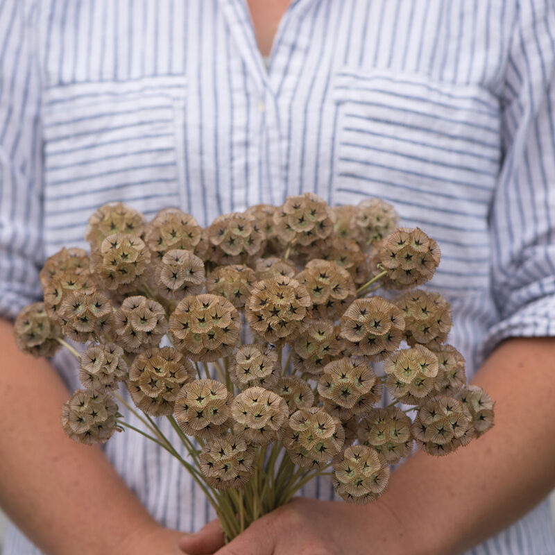 Starflower - Scabiosa Stellata | Johnny's Selected Seeds