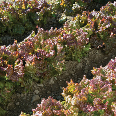 Lettuce Seeds - Organic & Hydroponic Varieties | Johnny's Selected Seeds