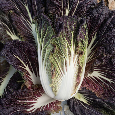 Chinese Cabbage Seeds - Organic Varieties | Johnny's Selected Seeds