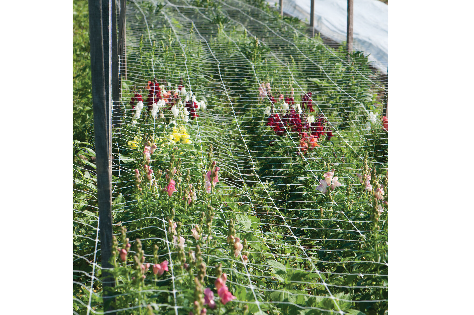 Hortonova FA – 36" x 3,280' | Johnny's Selected Seeds