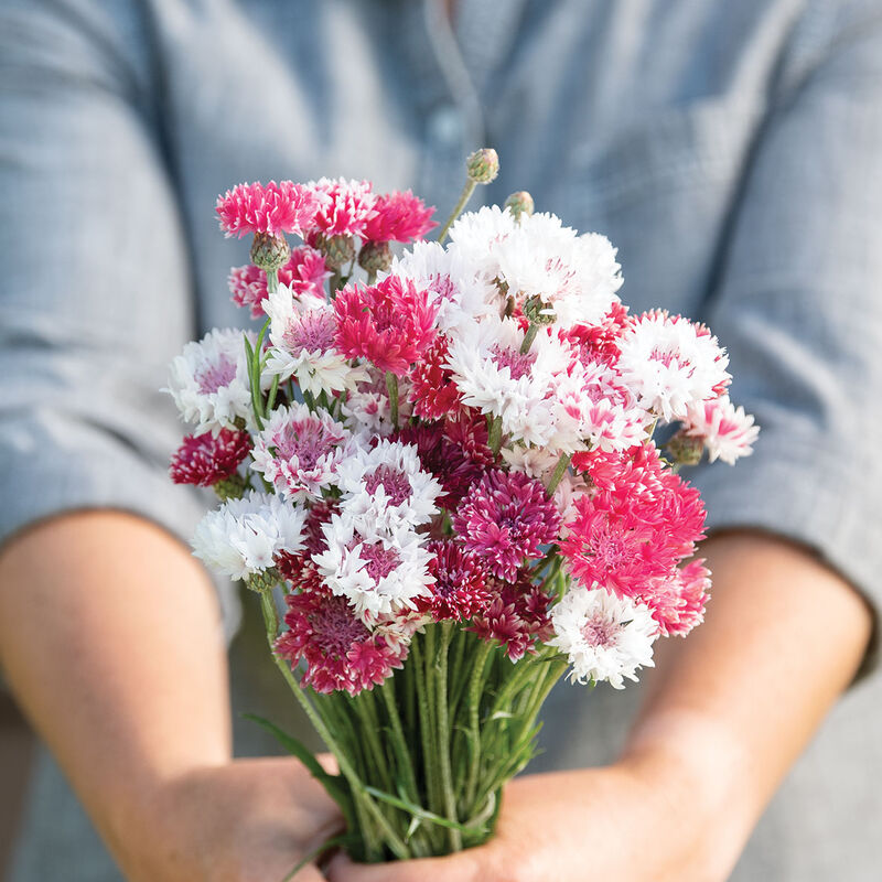 Classic Romantic - Centaurea Seed | Johnny's Selected Seeds