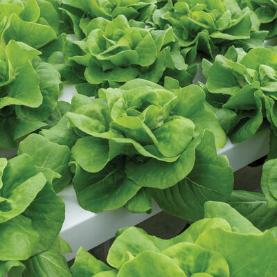 Butterhead Lettuce Seeds (Boston Lettuce) | Johnny's Selected Seeds