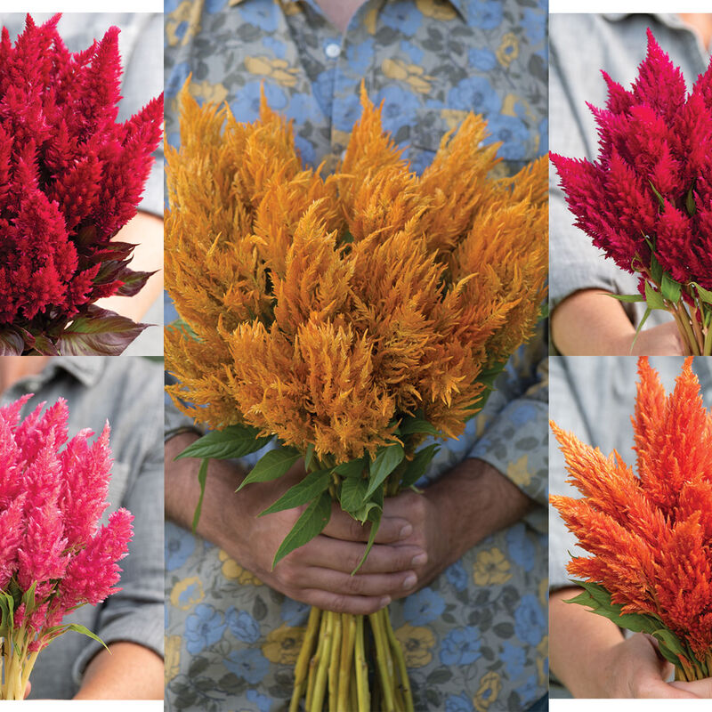 Sunday™ Mix - Celosia Seed | Johnny's Selected Seeds