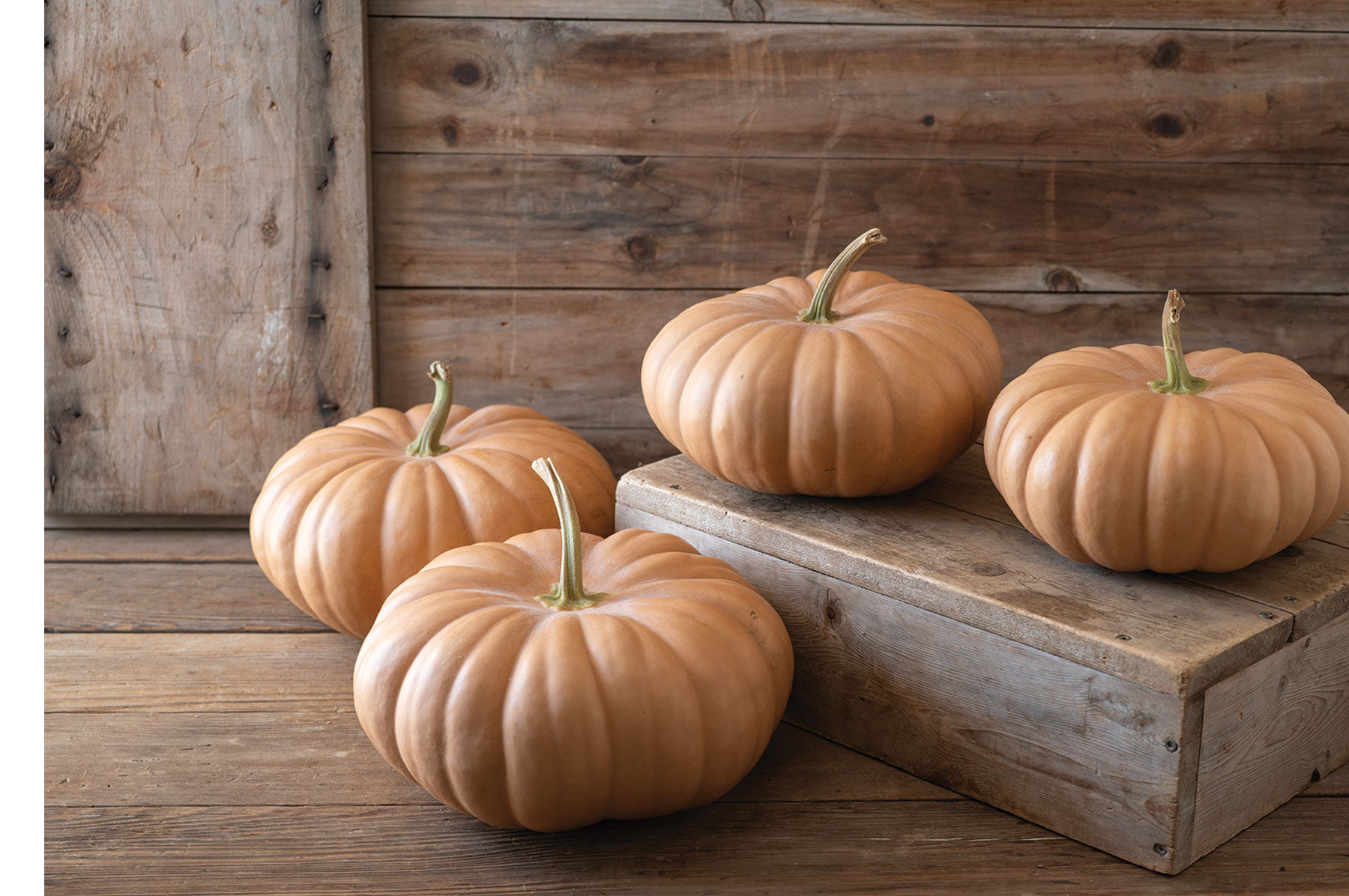 Long Island Cheese - Heirloom Pumpkin Seed | Johnny's Selected Seeds
