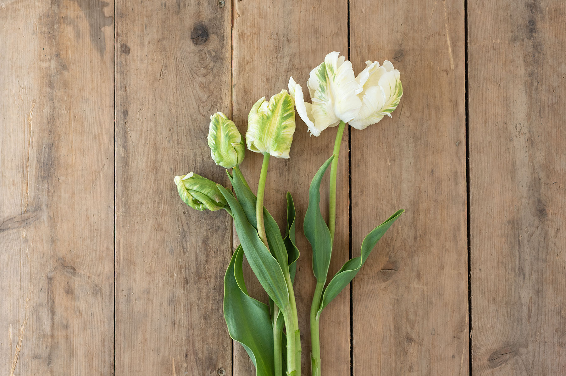 Super Parrot - Tulip Bulb | Johnny's Selected Seeds