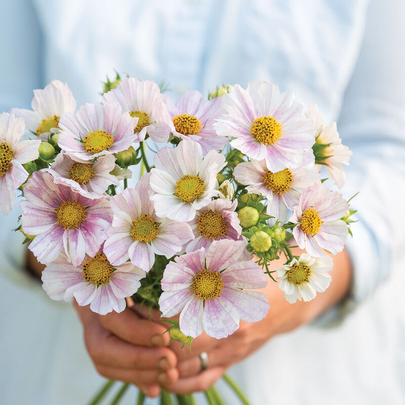 Versailles Flush - Cosmos Seed | Johnny's Selected Seeds