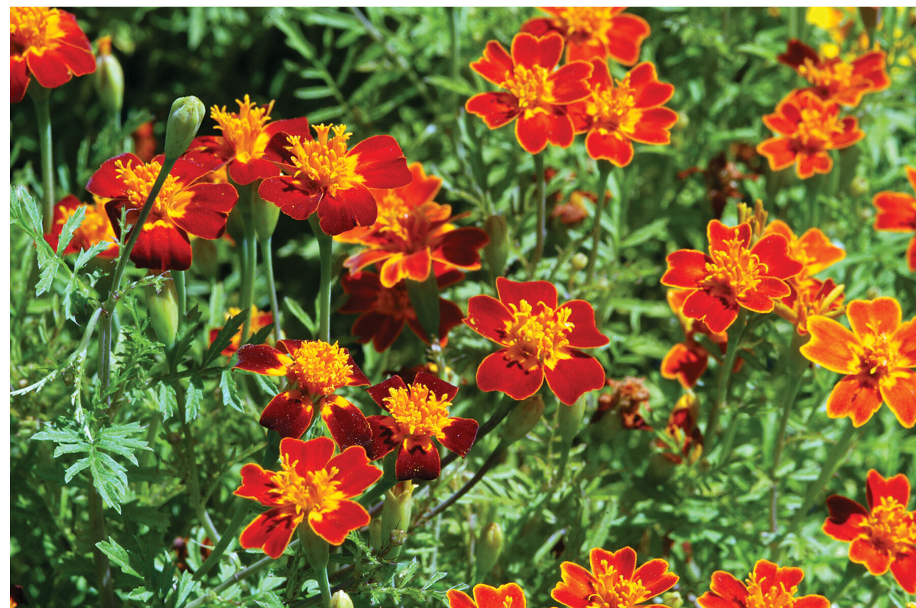 Red Gem - Marigold Seed | Johnny's Selected Seeds