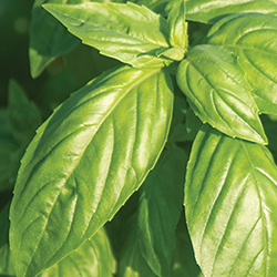 Purple Basil Seeds - Organic Varieties | Johnny's Selected Seeds