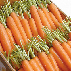 Elegance Greens Mix - Vegetable Seed | Johnny's Selected Seeds
