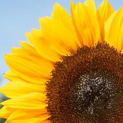 Sunrich Orange Summer - Sunflower Seed | Johnny's Selected Seeds