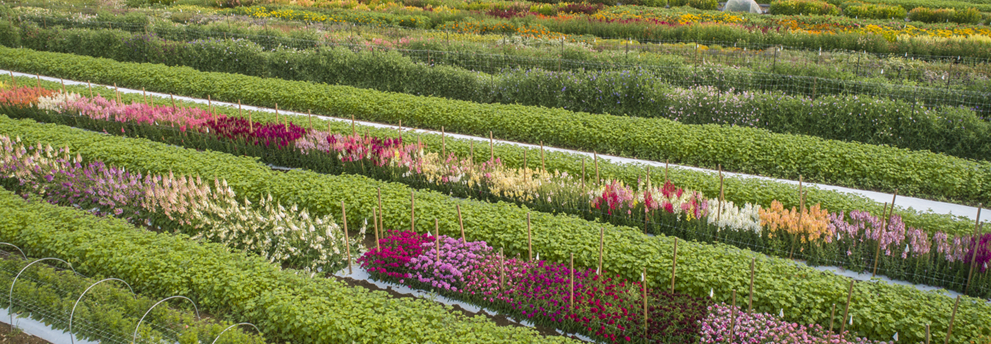 Johnny’s Selected Seeds | Supporting Farms & Gardens Since 1973