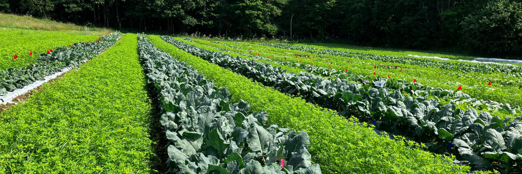 Top 10 uses for Cover Crops & Farm Seed | Johnny's Selected Seeds